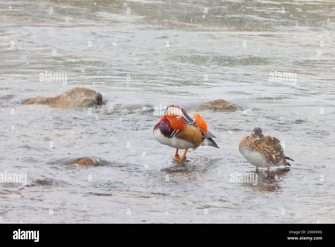 The mandarin duck (Aix galericulata) is a perching duck species native ...