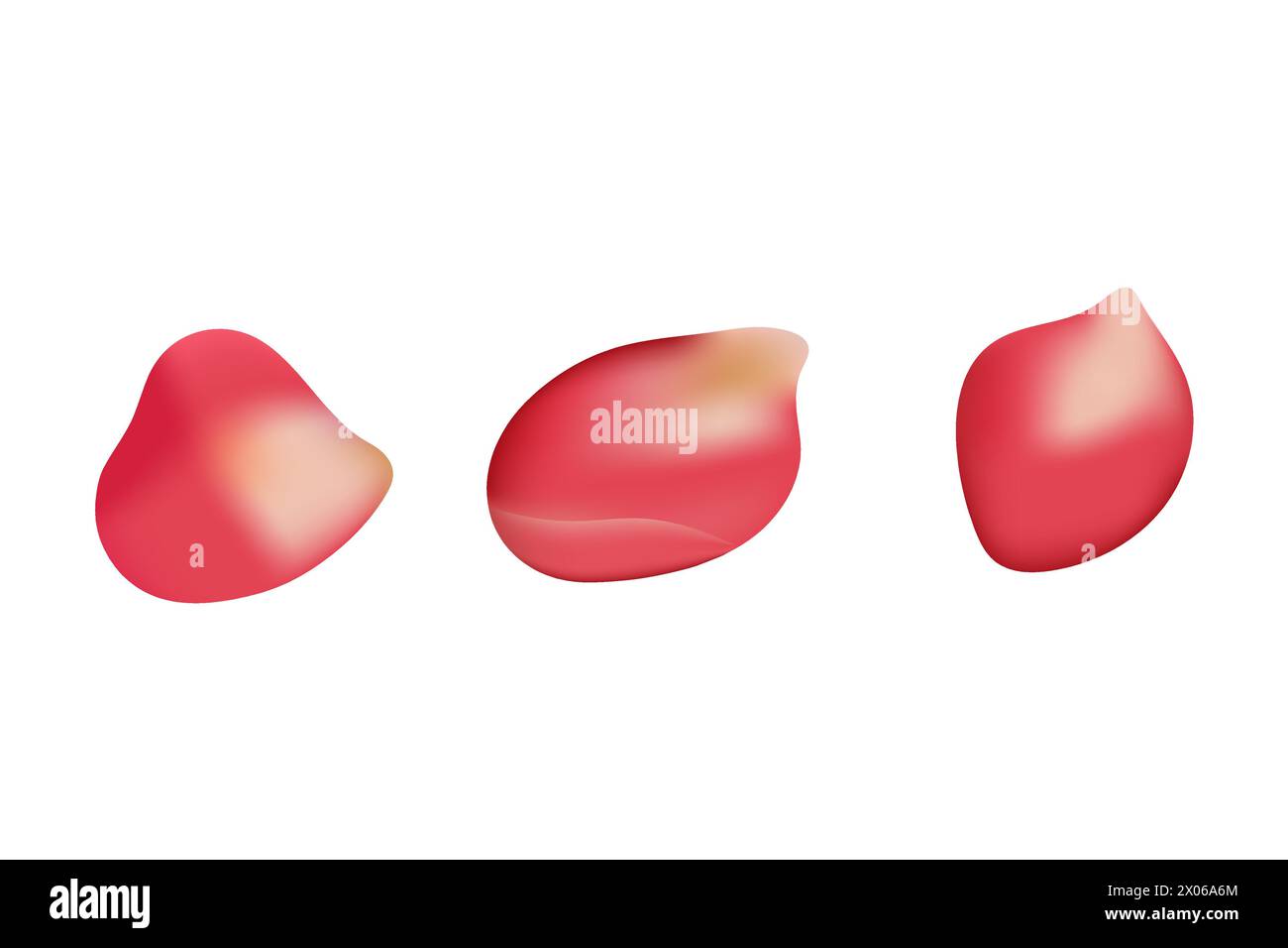 Red realistic rose petal, vector illustration on white background ...