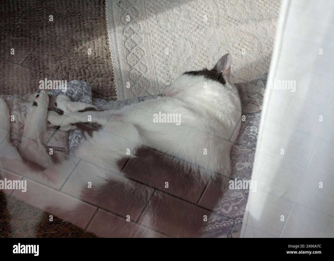cat sleeping through glass window Stock Photo - Alamy