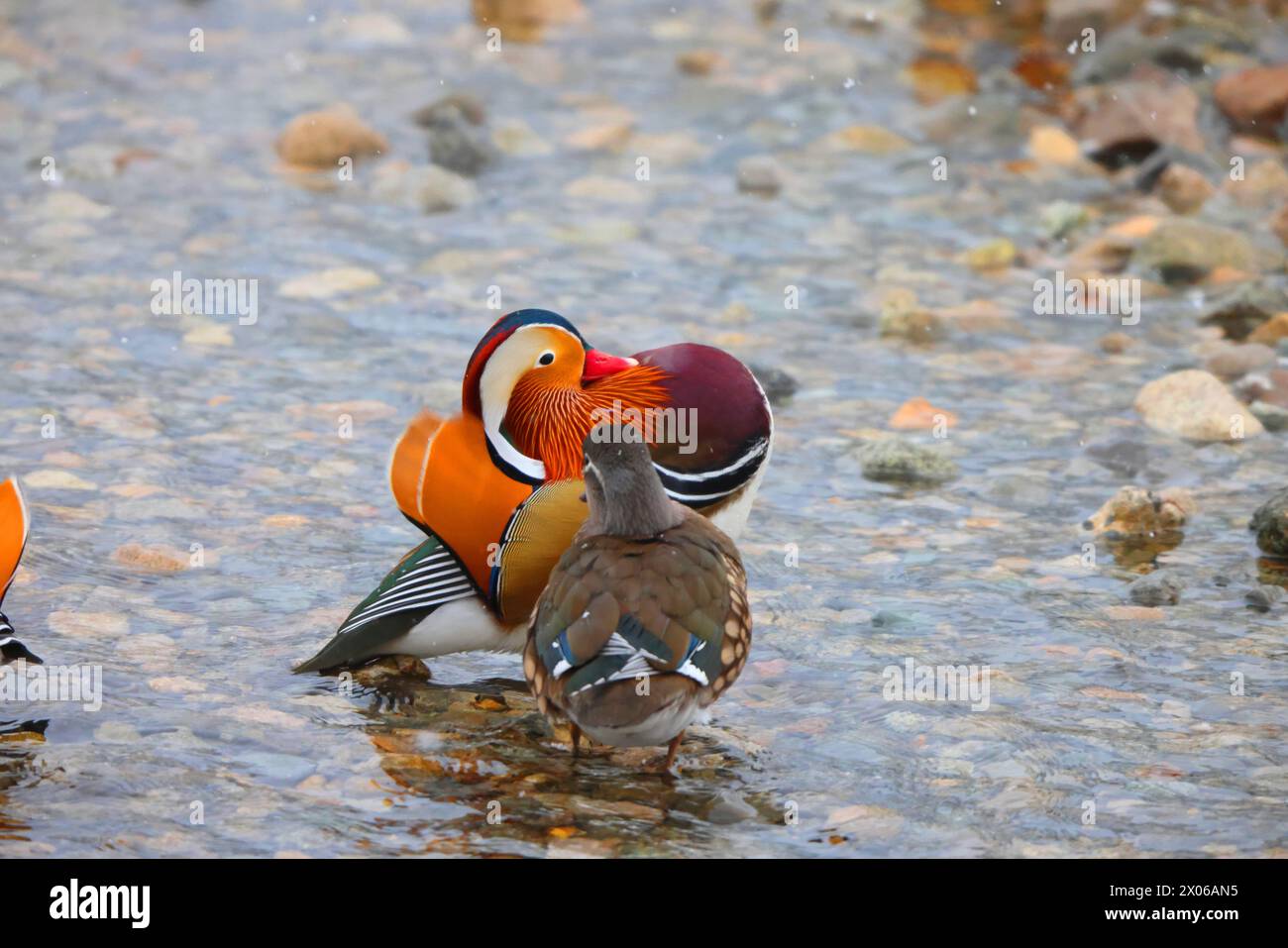 The mandarin duck (Aix galericulata) is a perching duck species native ...