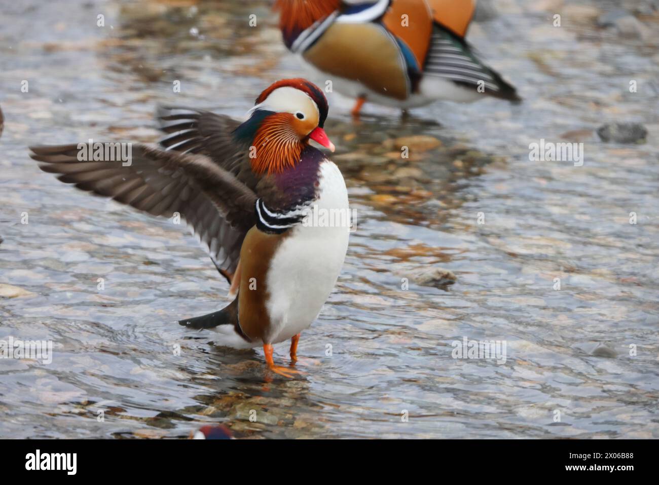The mandarin duck (Aix galericulata) is a perching duck species native ...