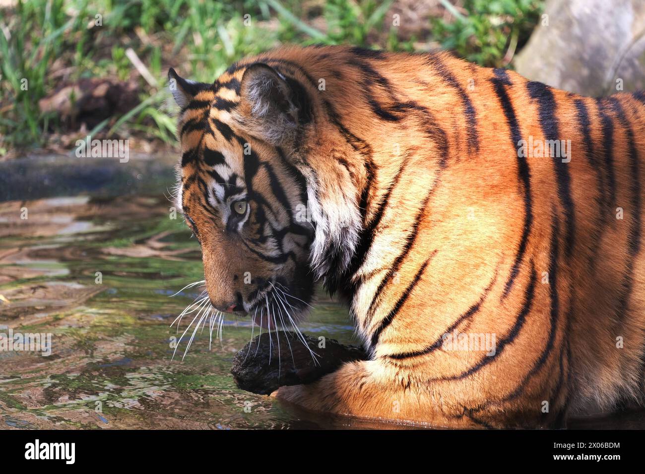 Sumatra-Tiger im Zoo Krefeld in verschiedenen Aktionen. Tiger ...