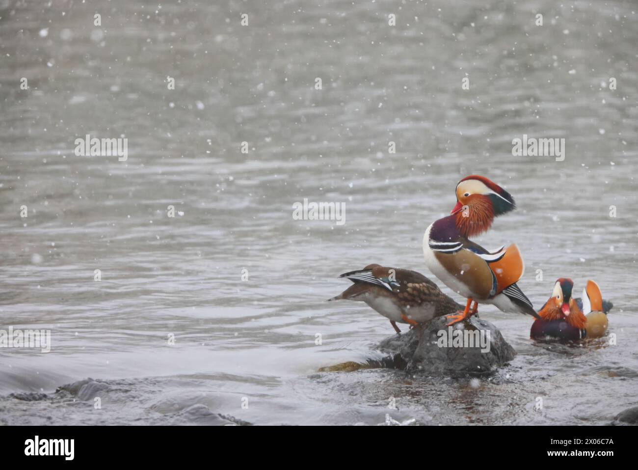 The mandarin duck (Aix galericulata) is a perching duck species native ...