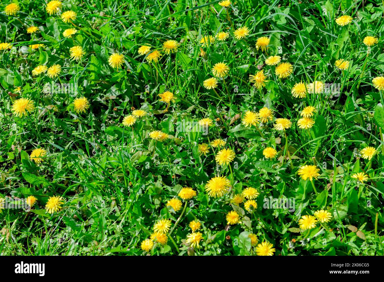 A picturesque view of golden dandelions flourishing in the tranquil ...