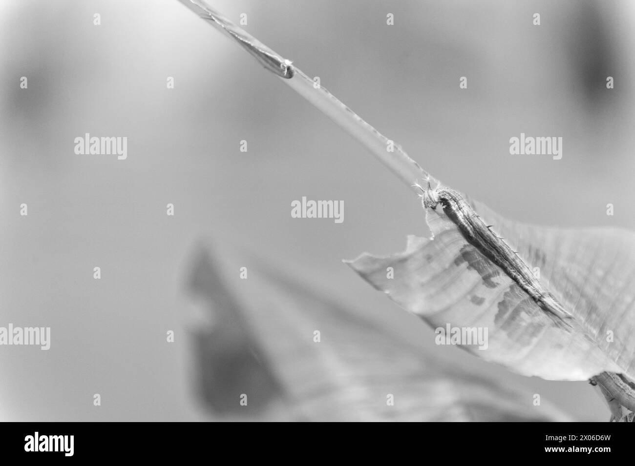 Worm macro photography Black and White Stock Photos & Images - Alamy