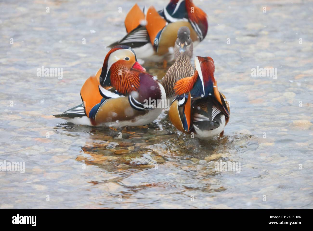 The mandarin duck (Aix galericulata) is a perching duck species native ...