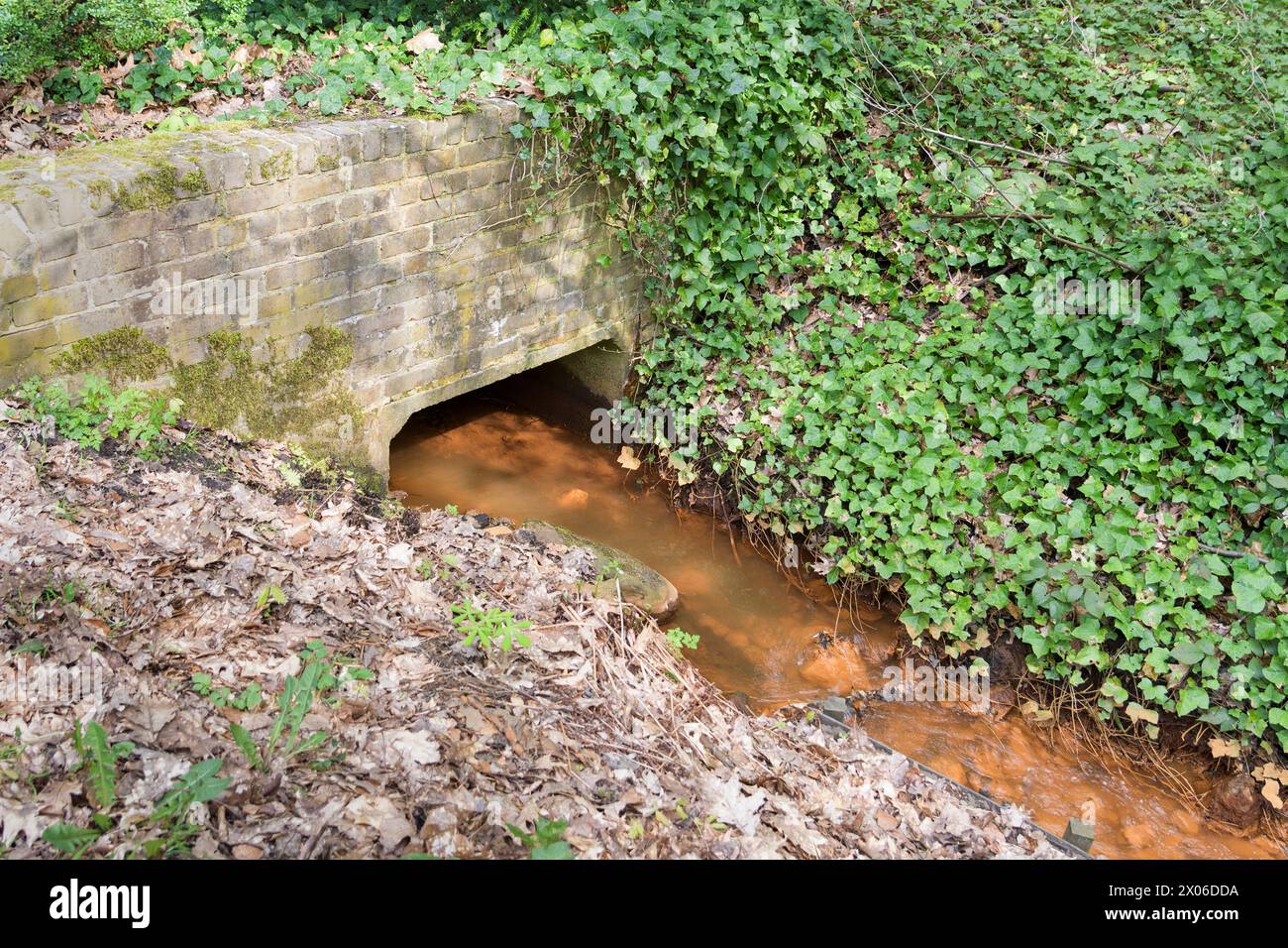 Forest ditches with dirty water. Pollution of the environment Stock ...
