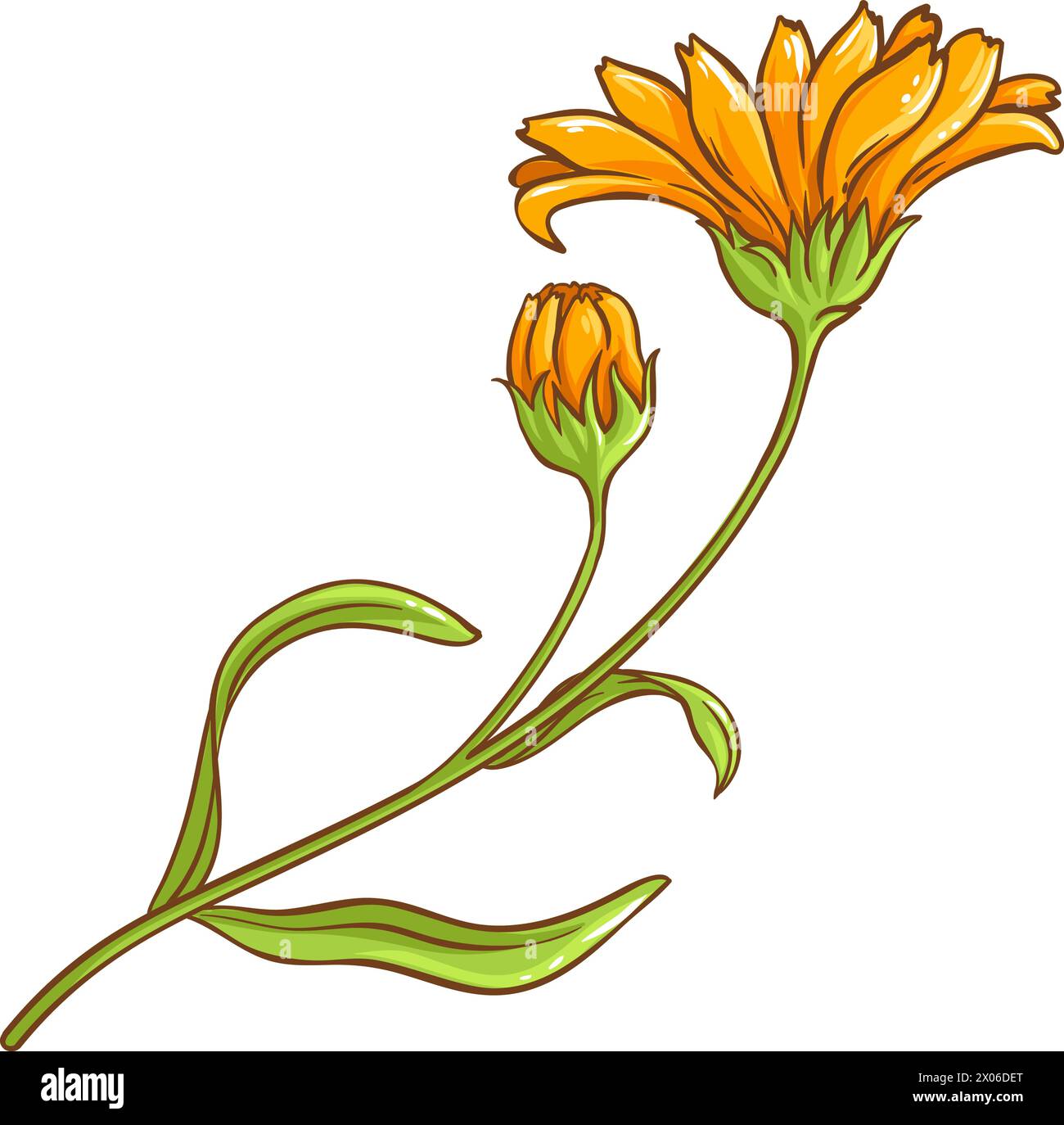 Calendula Plant Colored Detailed Illustration Stock Vector Image & Art ...