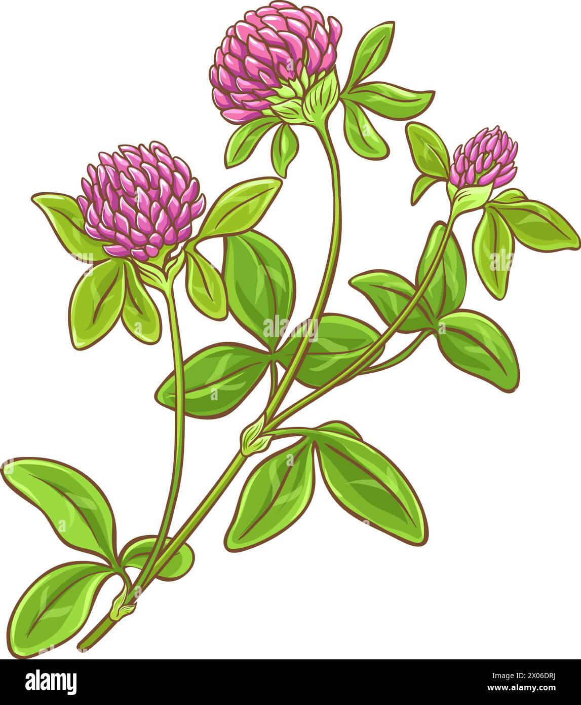 Clover Plant Colored Detailed Illustration Stock Vector Image & Art - Alamy