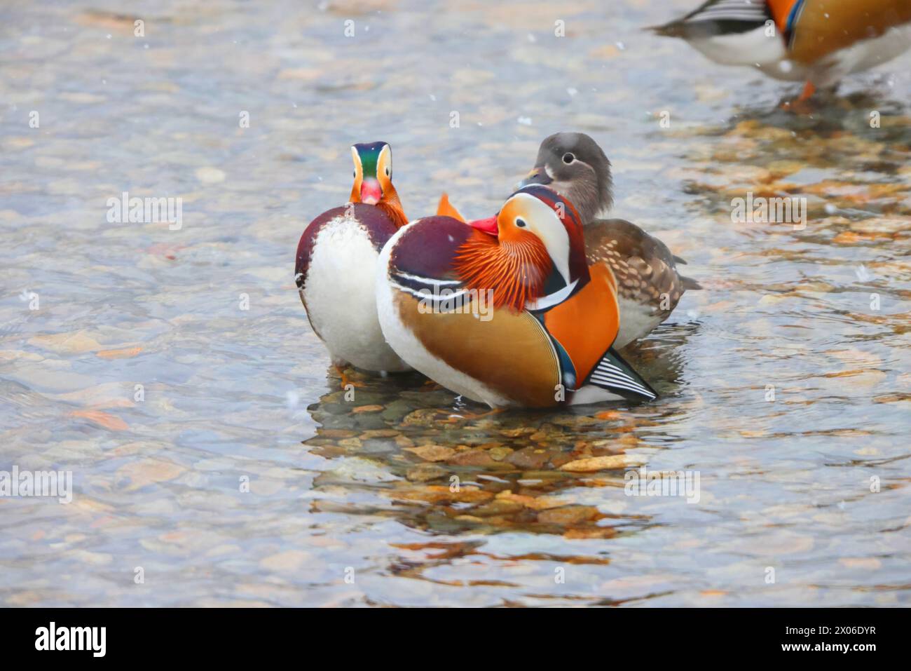 The mandarin duck (Aix galericulata) is a perching duck species native ...