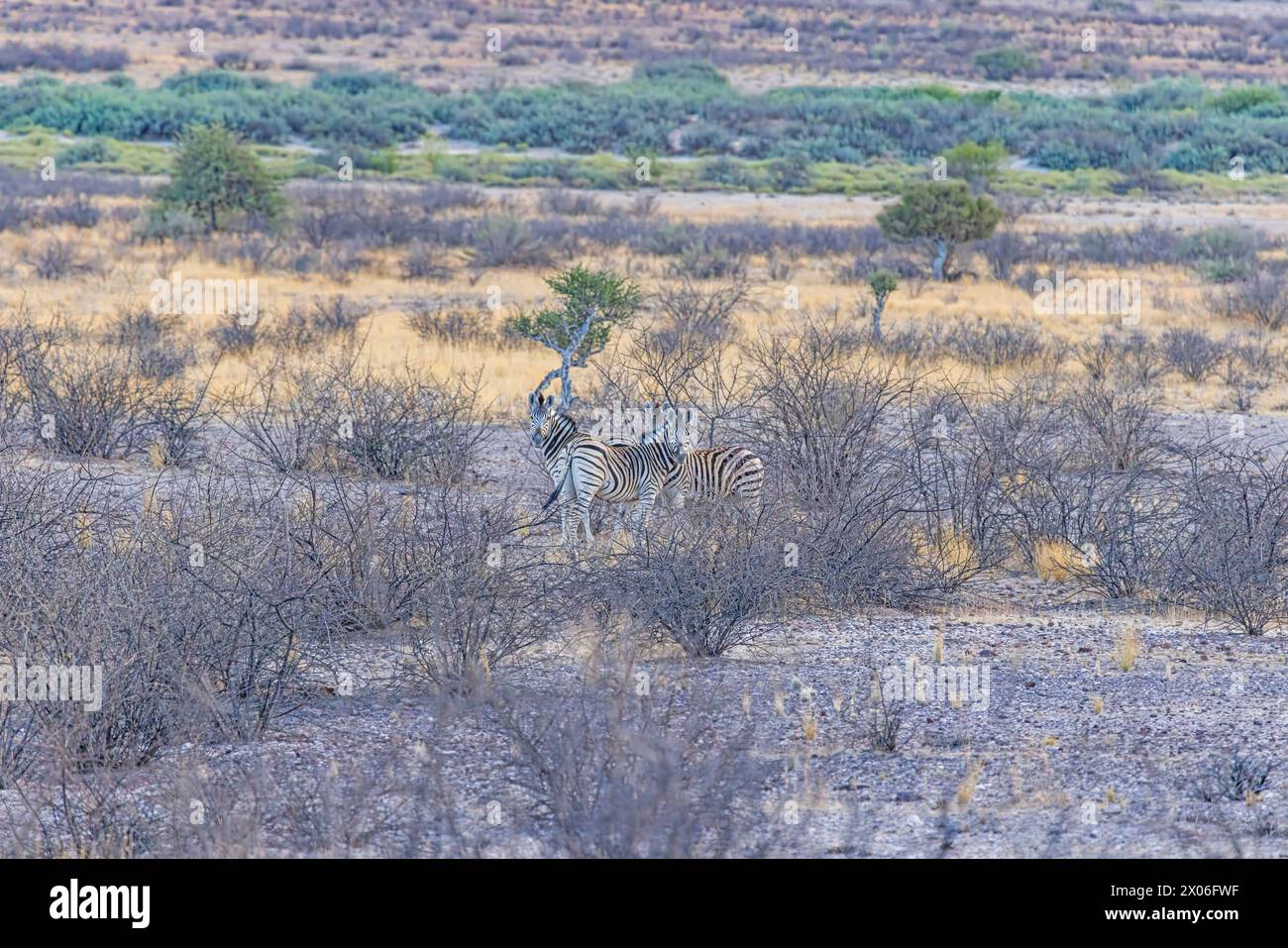 Zebras standing in grassland kalahari hi-res stock photography and ...