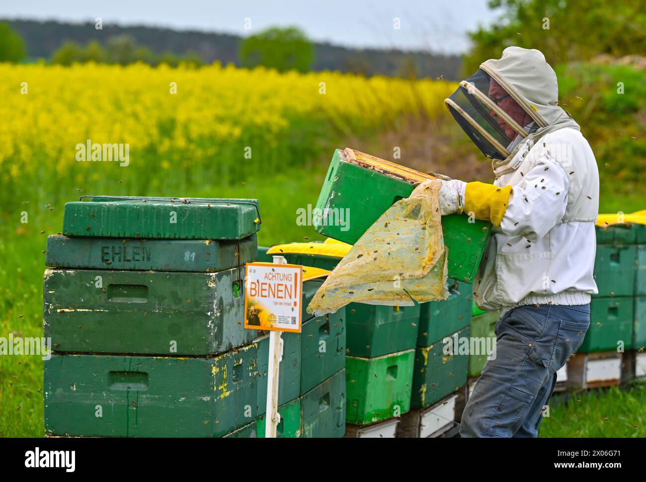 10 April 2024, Brandenburg, Niederjesar: Eberhard Theis, beekeeper, places a so-called new honey ...
