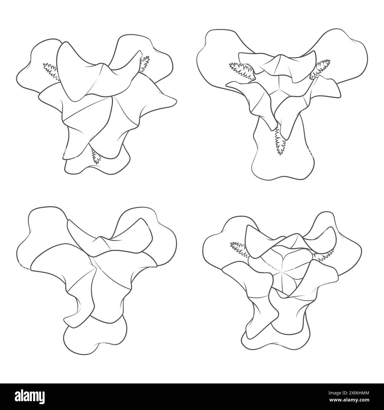 Set of black and white illustrations with iris flowers. Isolated vector ...