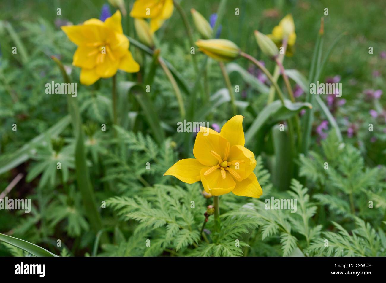 Natur Wilde Tulpe Bluehende Wilde Tulpen Tulipa sylvestris. 1.4.2024 ...