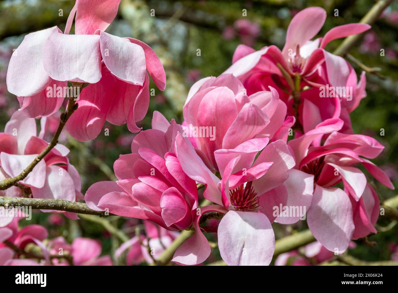 Beautiful magnolia flowers in the spring sunshine Stock Photo - Alamy
