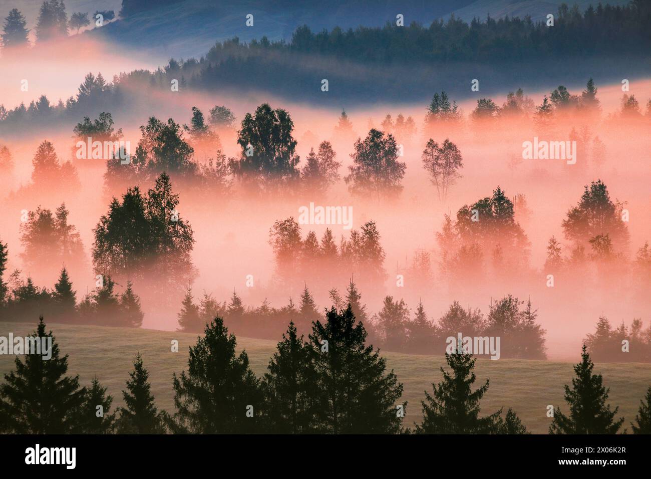clouds of mist and trees at the Rothenthurm high moor, Switzerland ...