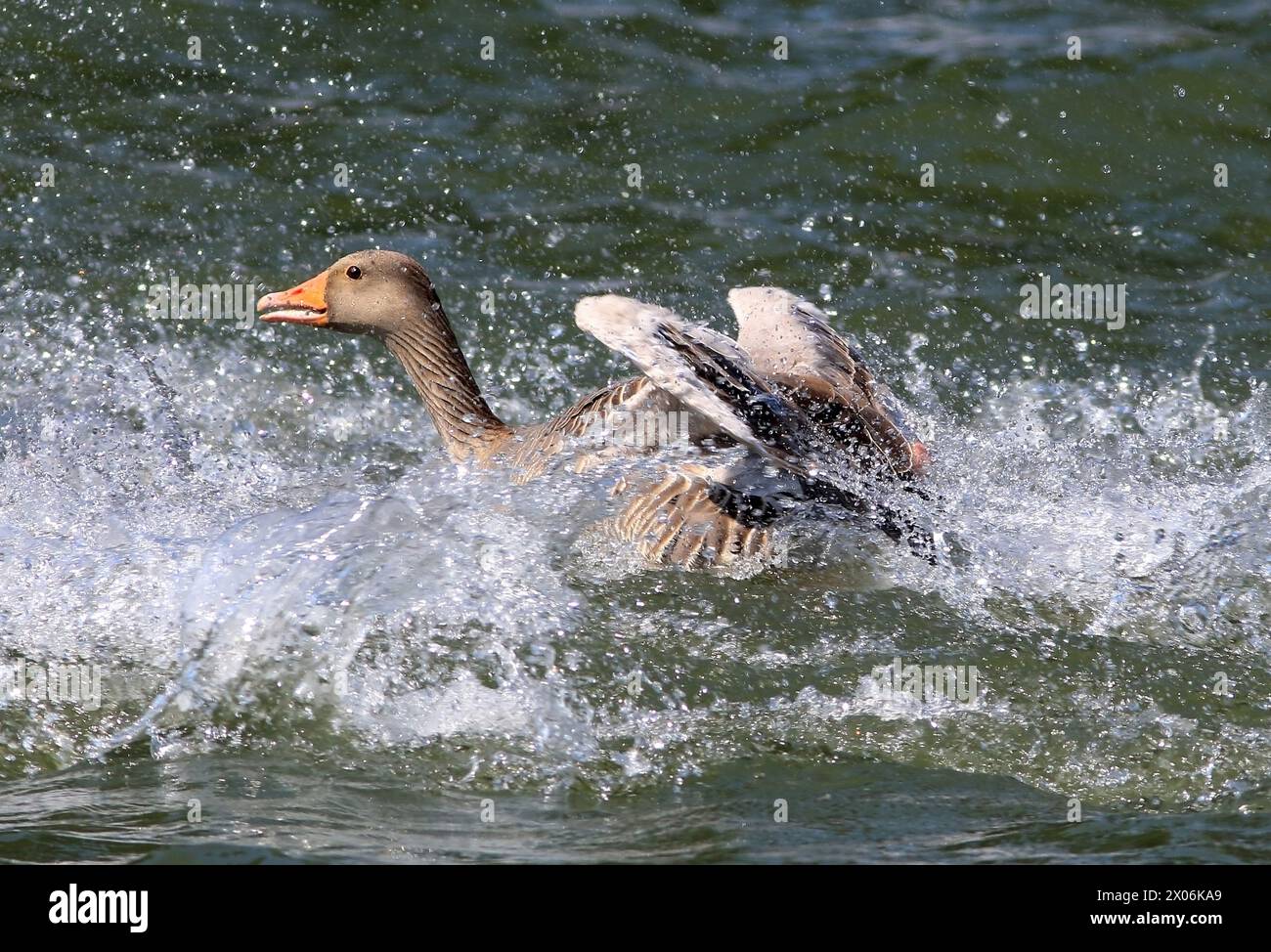greylag goose (Anser anser), During the moult Grey-lag Geese cannot fly ...