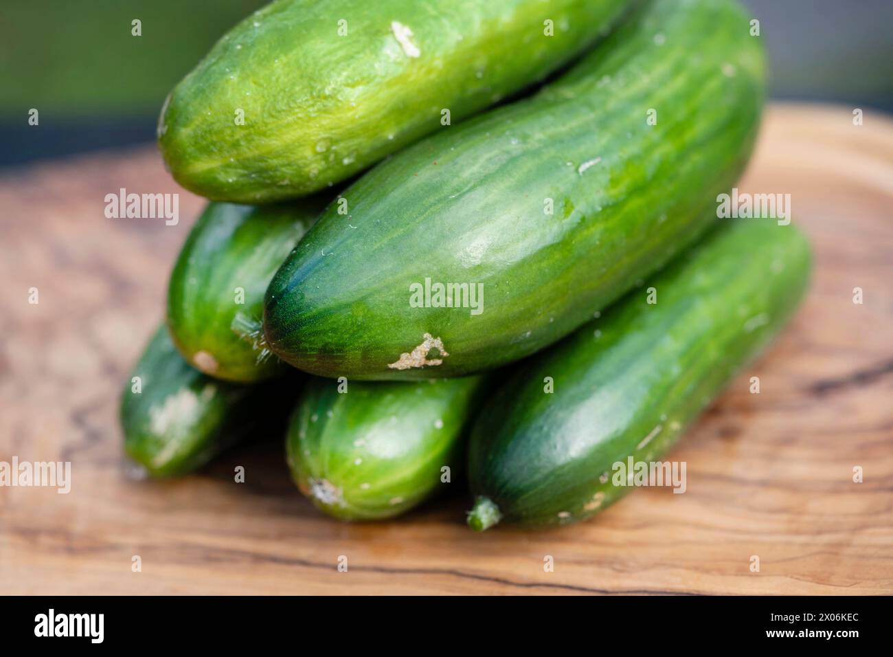 cucumber (Cucumis sativus), freshly harvested cucumbers, regional ...
