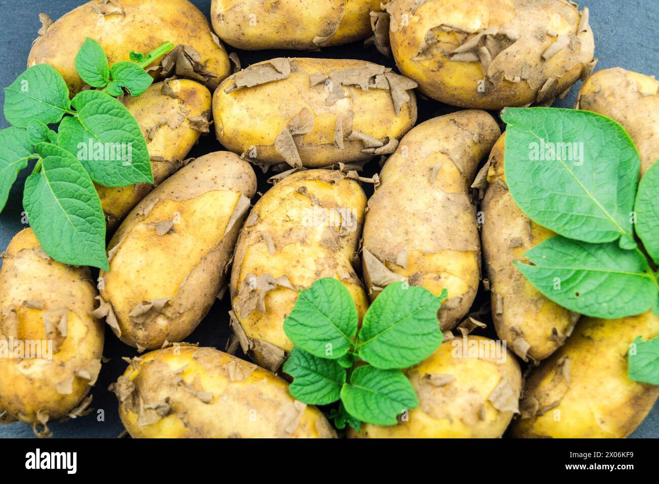 potato (Solanum tuberosum), potato tubers with potato leaves, new ...