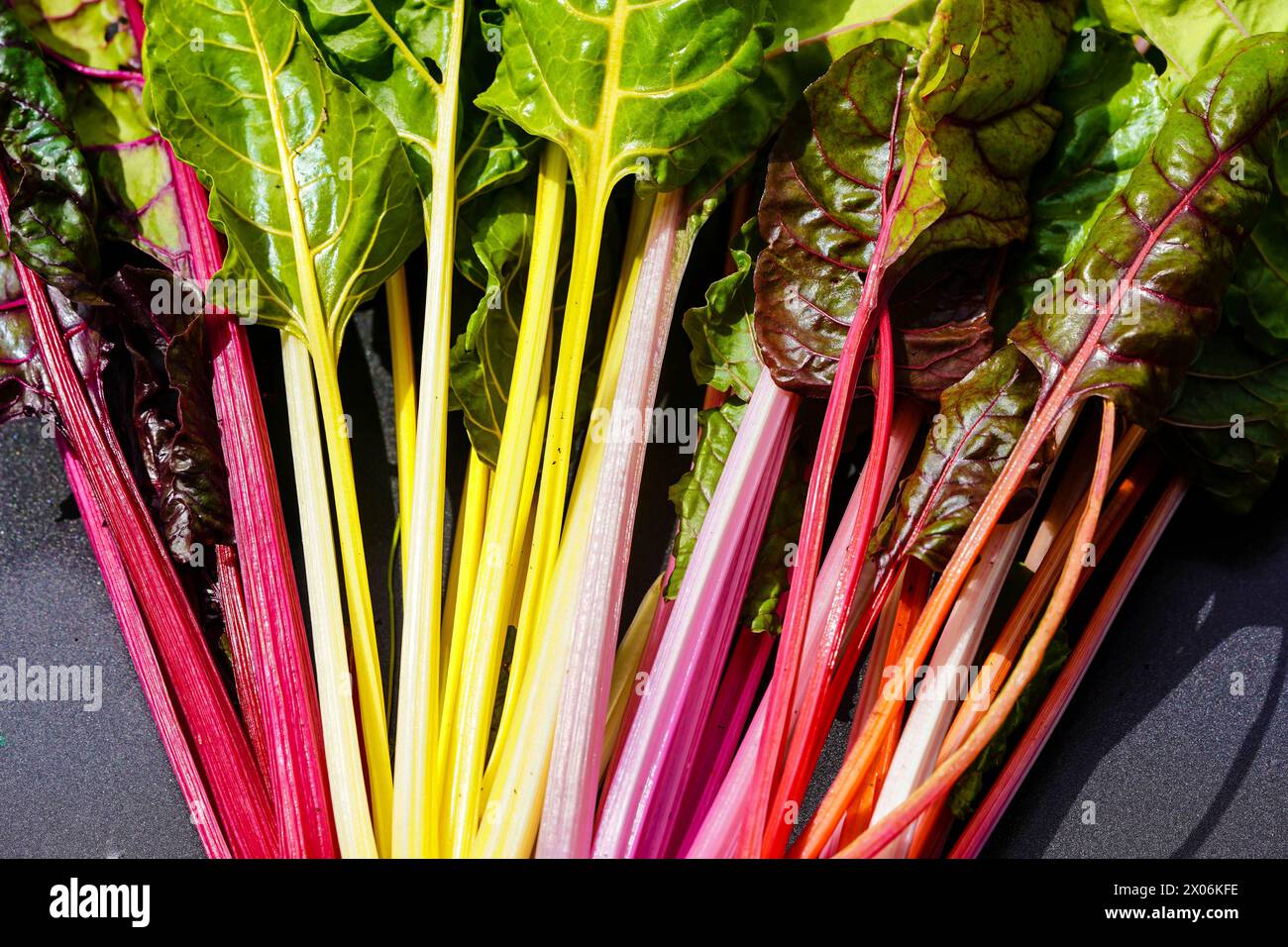 Foliage Beet, Chard, Swiss chard, Mangel (Beta vulgaris var. cicla ...