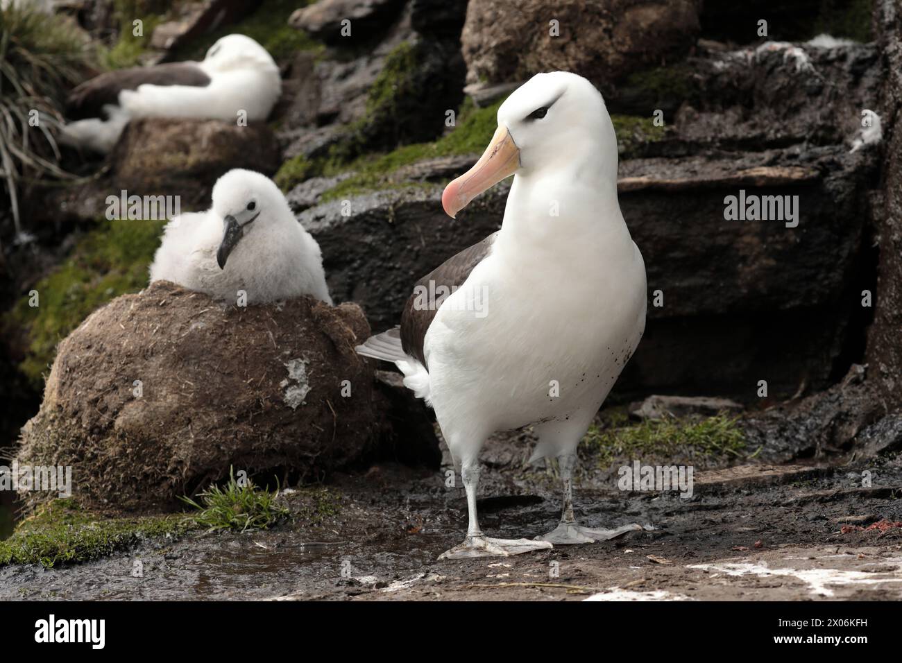 Black-browed albatross, black-browed mollymawk (Thalassarche ...