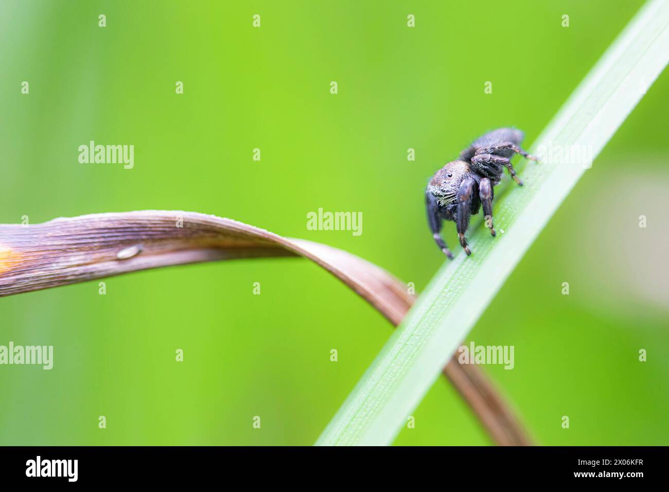 Jumping spider (Evarcha arcuata, Evarcha marcgravi), sitting on a leaf ...