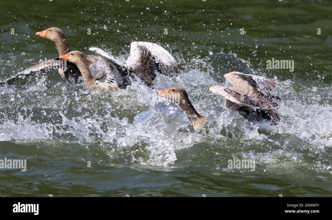 greylag goose (Anser anser), During the moult Grey-lag Geese cannot fly ...