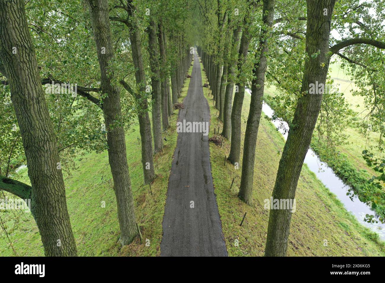 aspen, poplar (Populus spec.), Poplar avenue on an embankment, drone ...