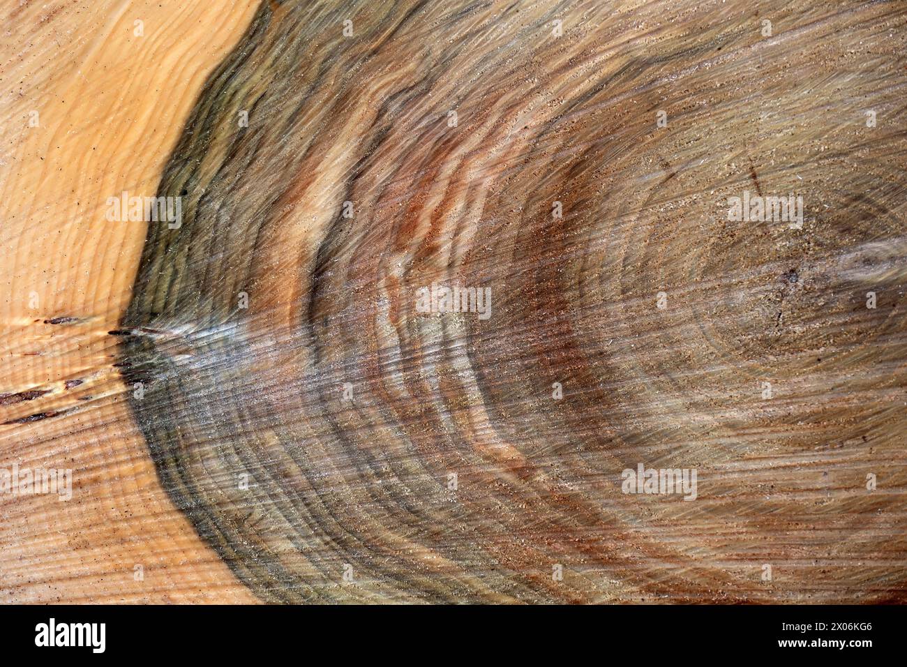 aspen, poplar (Populus spec.), Annual rings tell something about the ...