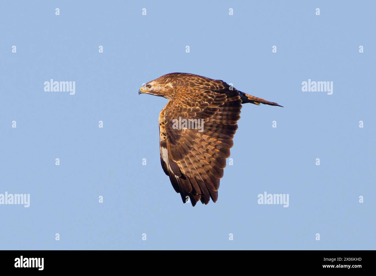Buzzard in flight on a blue sky hi-res stock photography and images - Alamy