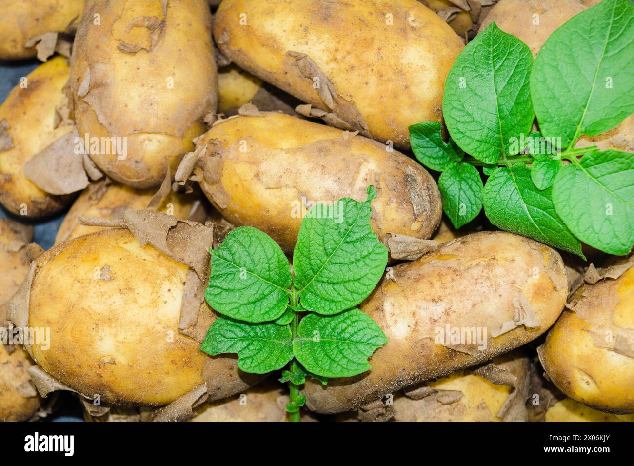 potato (Solanum tuberosum), potato tubers with potato leaves, new ...