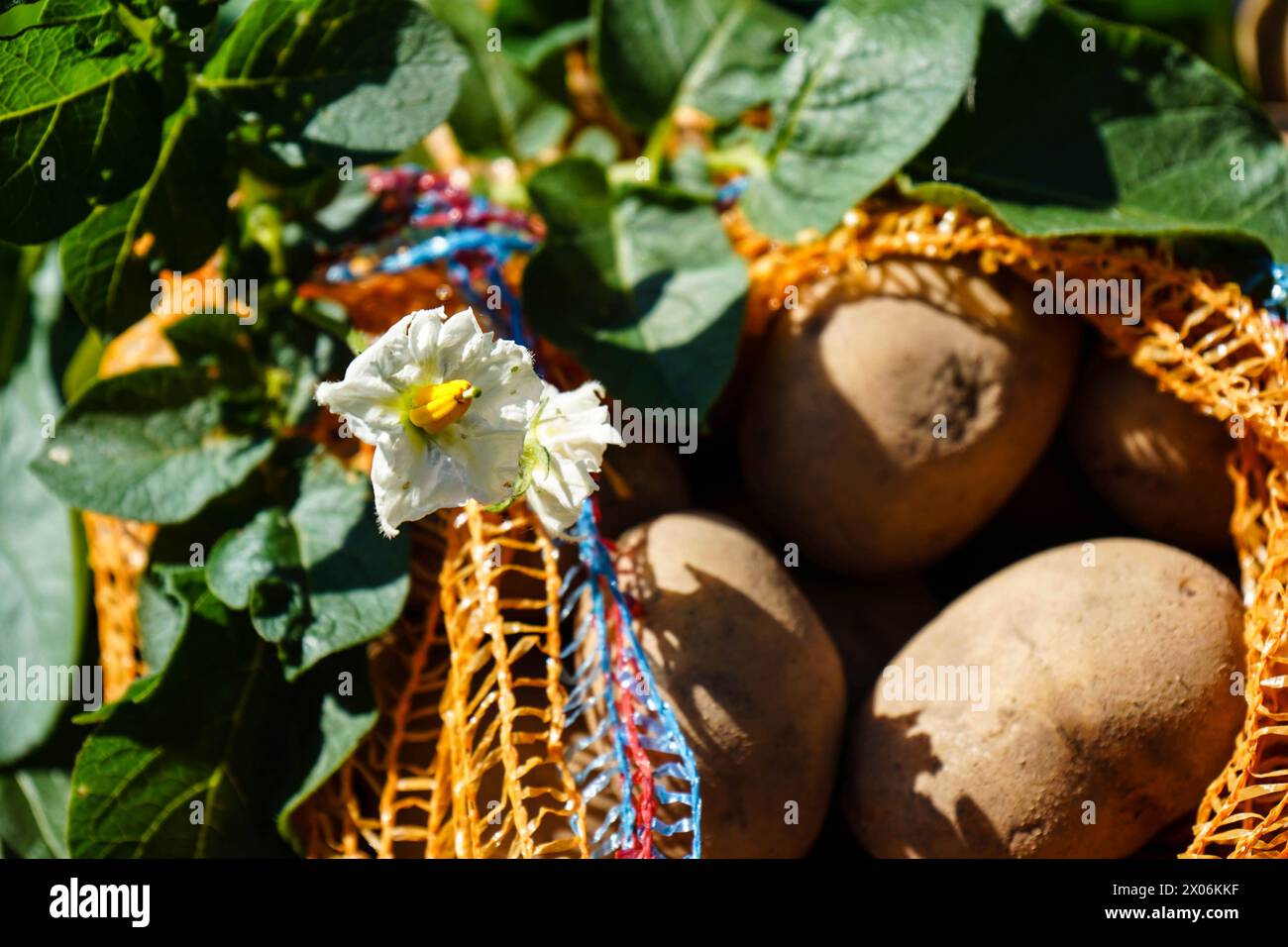 potato (Solanum tuberosum), open bag of spuds with blooming potato ...