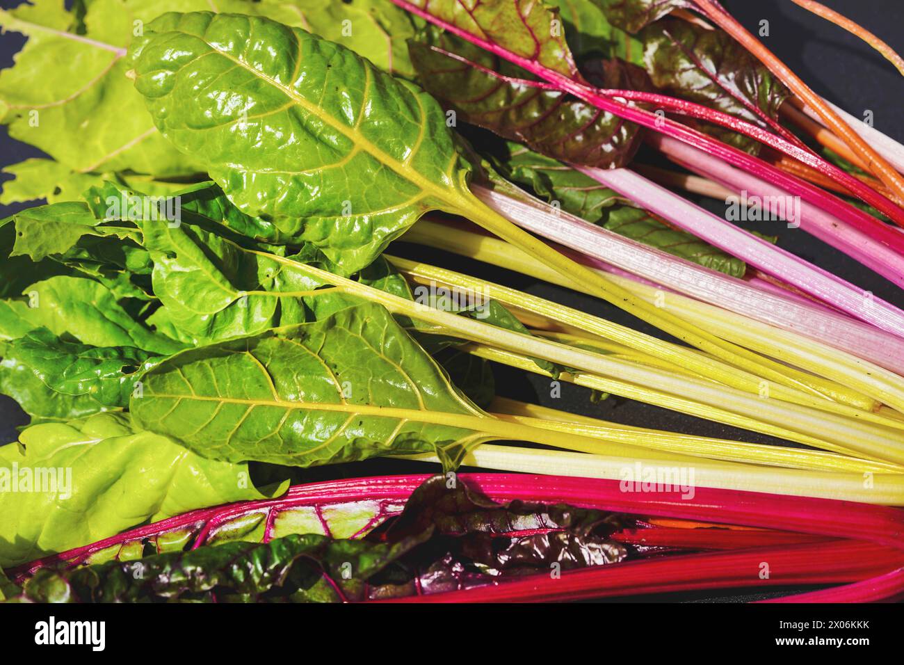 Foliage Beet, Chard, Swiss chard, Mangel (Beta vulgaris var. cicla ...