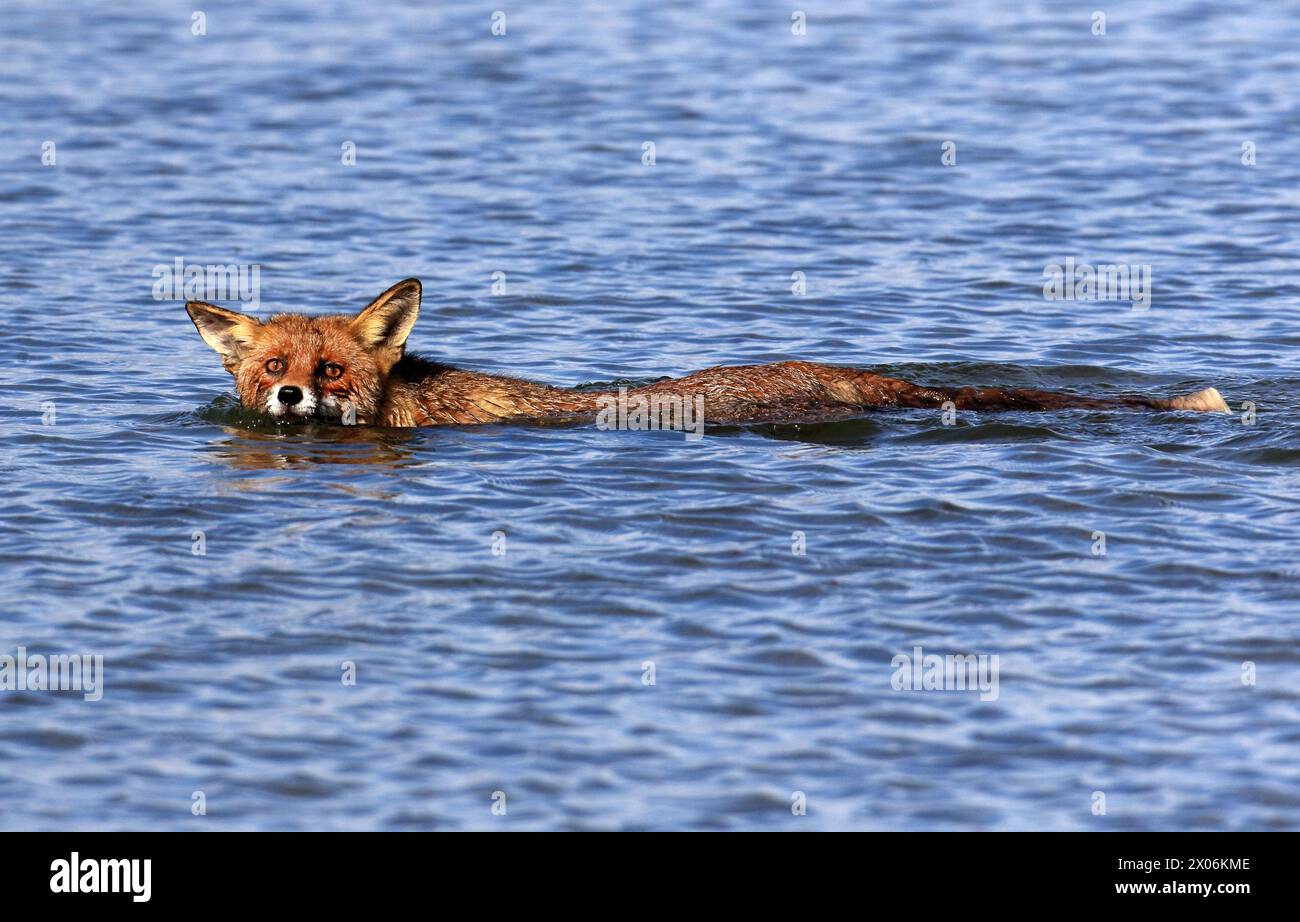red fox (Vulpes vulpes), swimming, Netherlands, De Biesbosch National ...