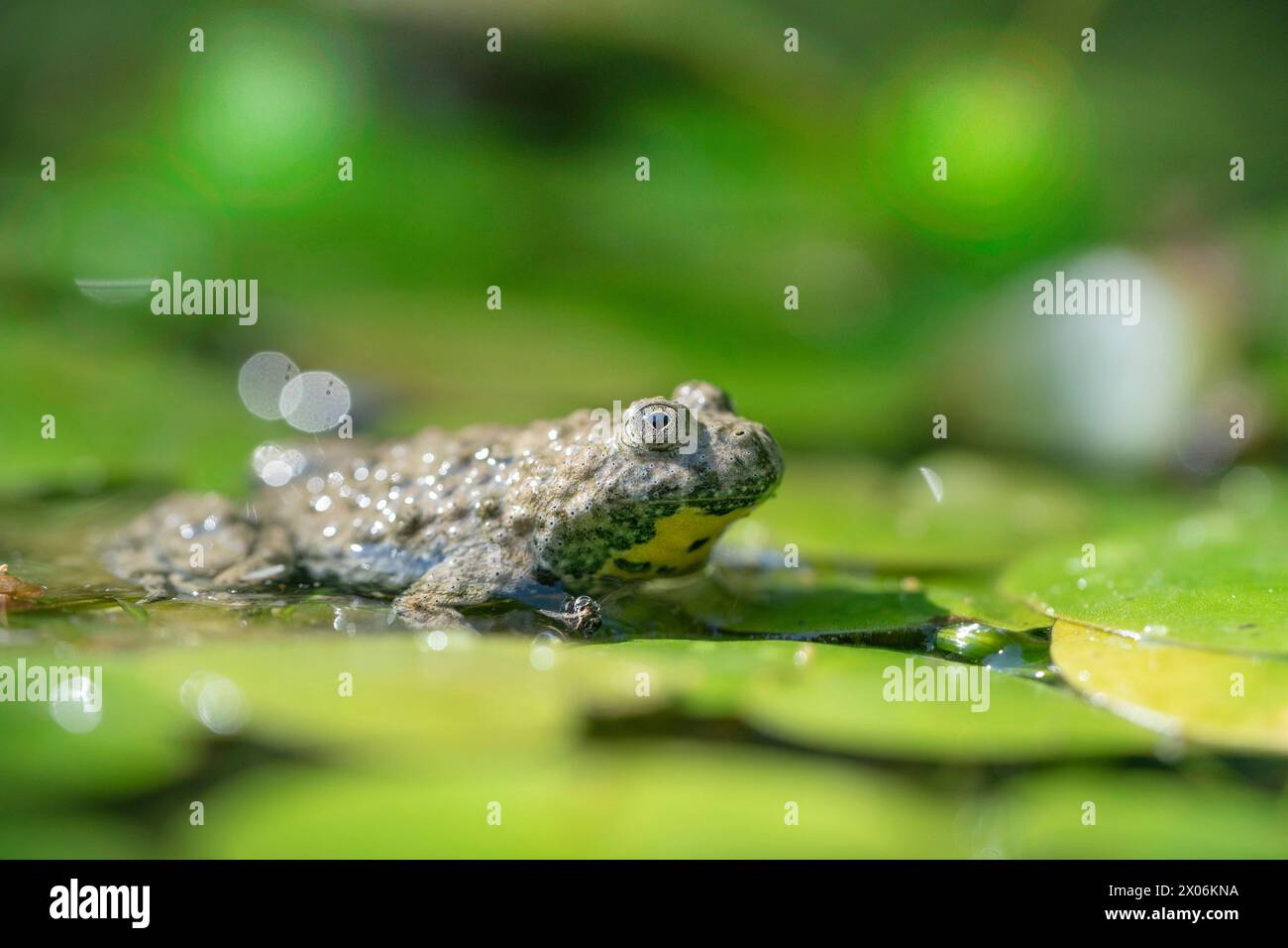 yellow-bellied toad, yellowbelly toad, variegated fire-toad (Bombina ...