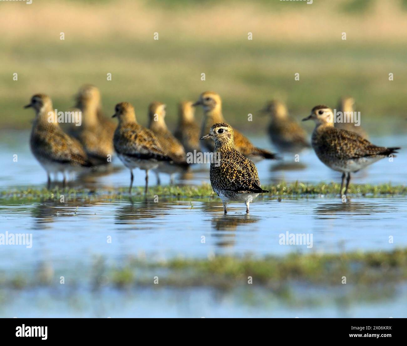 European golden plover, Eurasian golden plover, Golden plover ...