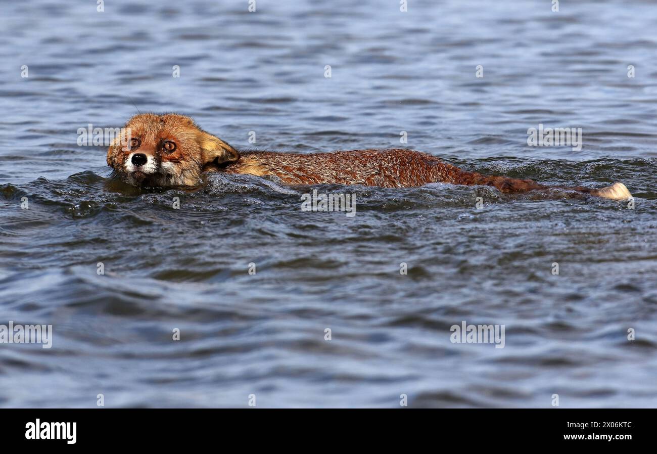 red fox (Vulpes vulpes), swimming, Netherlands, De Biesbosch National ...