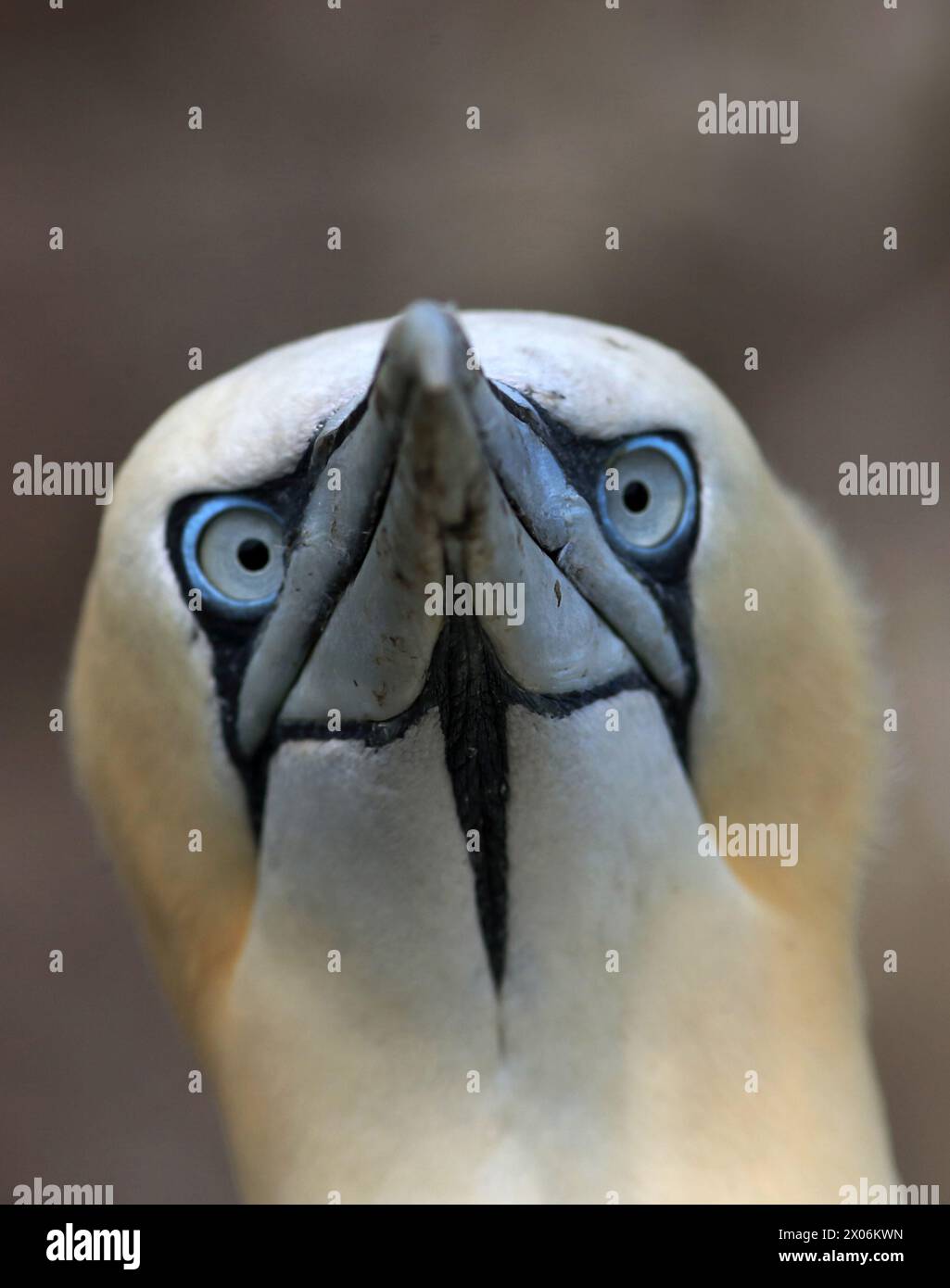 northern gannet (Sula bassana, Morus bassanus), portrait, front view ...