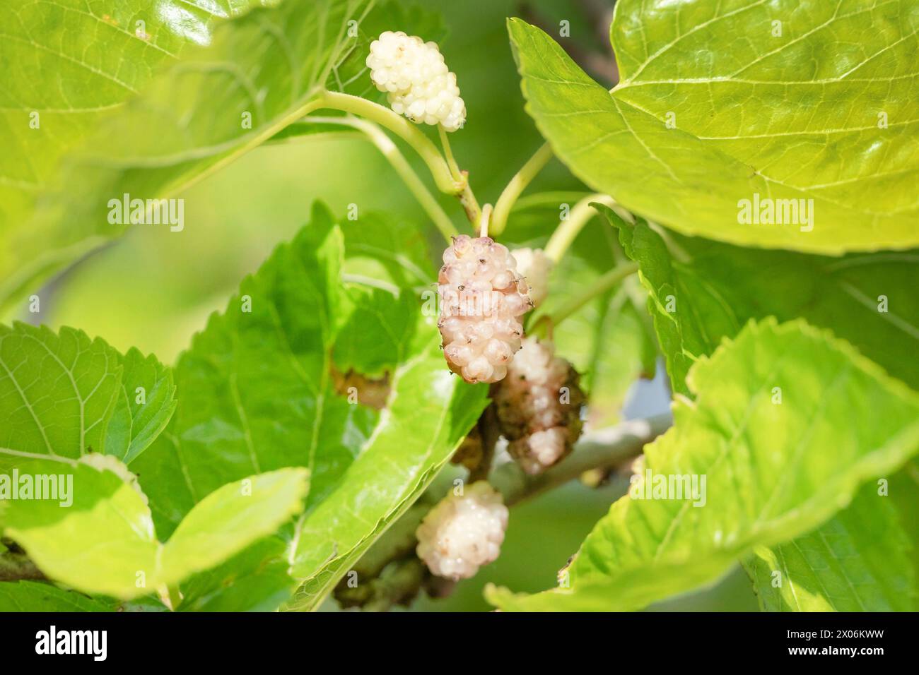 Plant fruit cells hi-res stock photography and images - Alamy