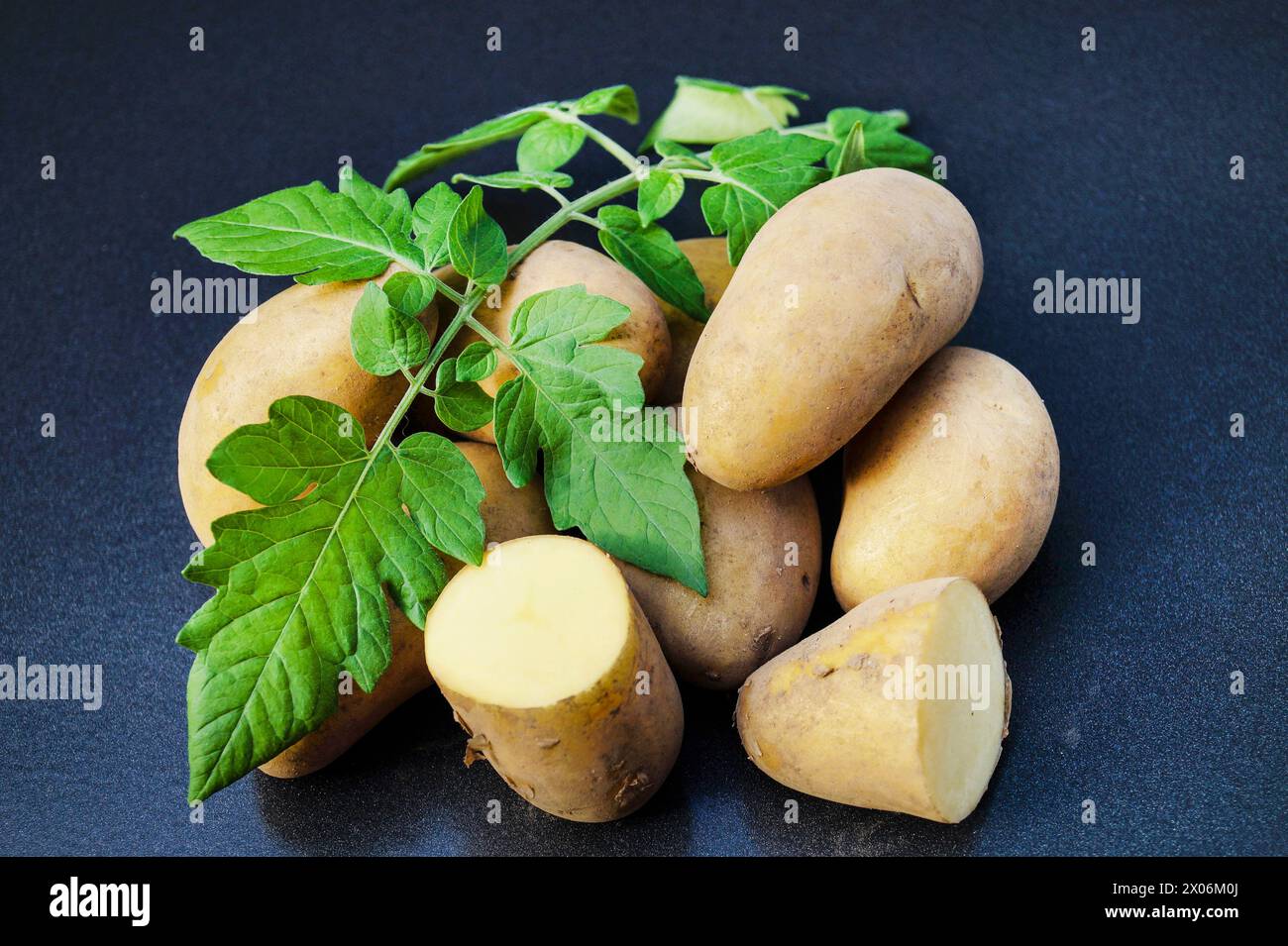potato (Solanum tuberosum), potato tubers and sliced tuber with leaves ...