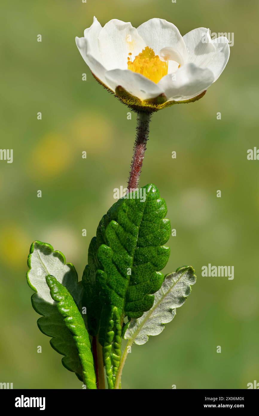 Mountain avens (Dryas octopetala), flower, Austria, Tyrol Stock Photo ...