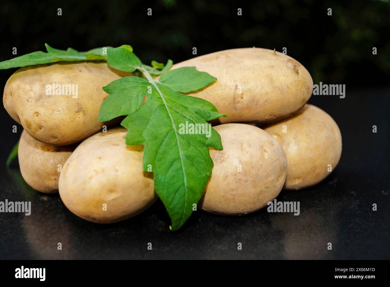 potato (Solanum tuberosum), potato tubers with leaves, new harvest ...