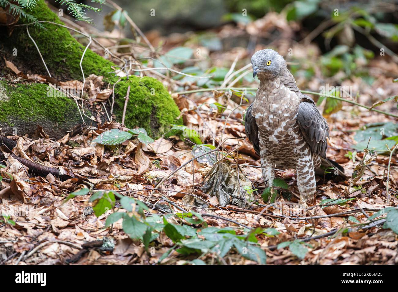 western honey buzzard, pern, common pern, European honey buzzard ...