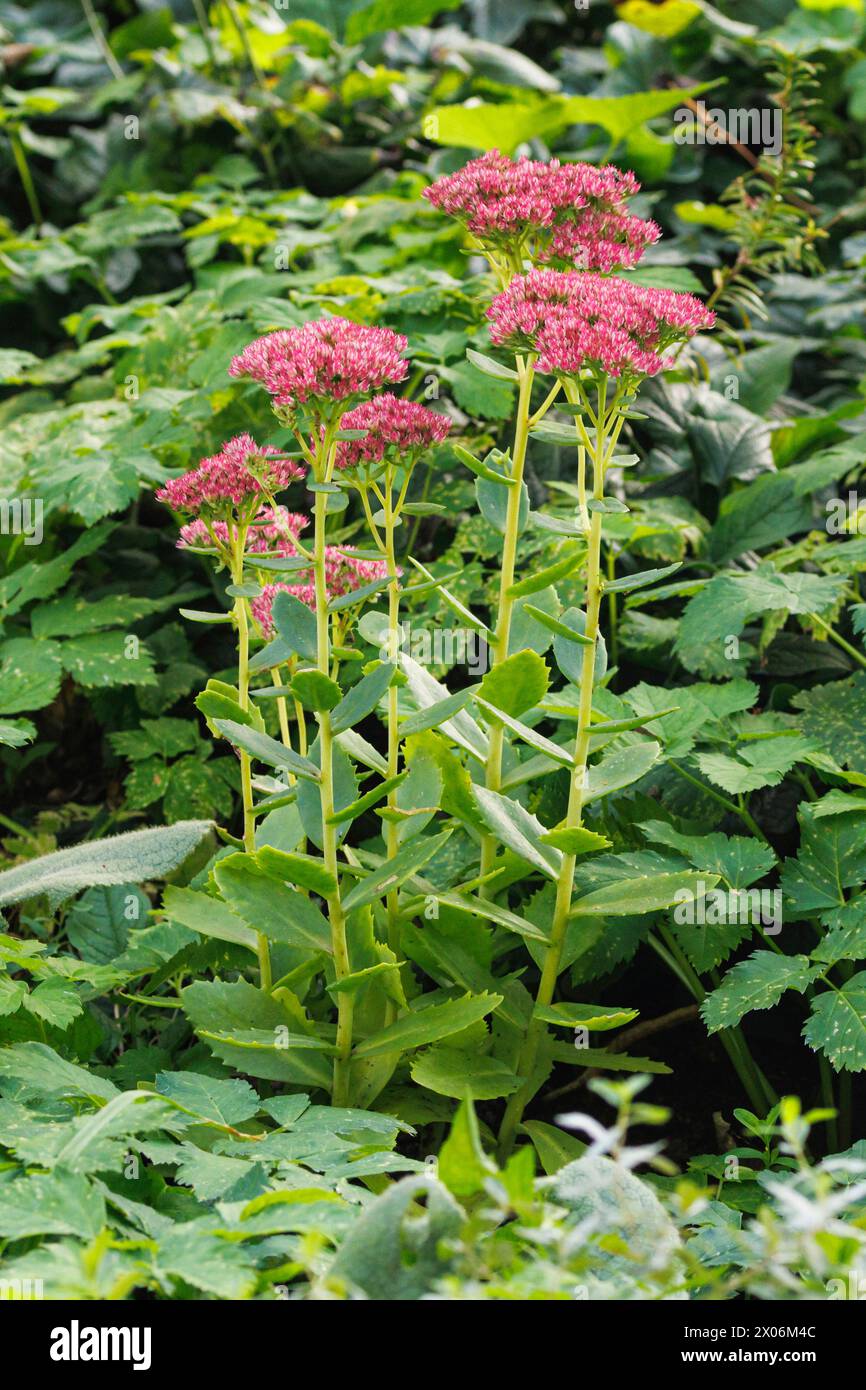 orpine, livelong, frog's-stomach, harping Johnny, life-everlasting ...