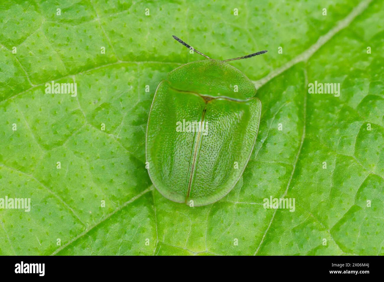 green tortoise beetle (Cassida viridis), sitting on a leaf, top view ...