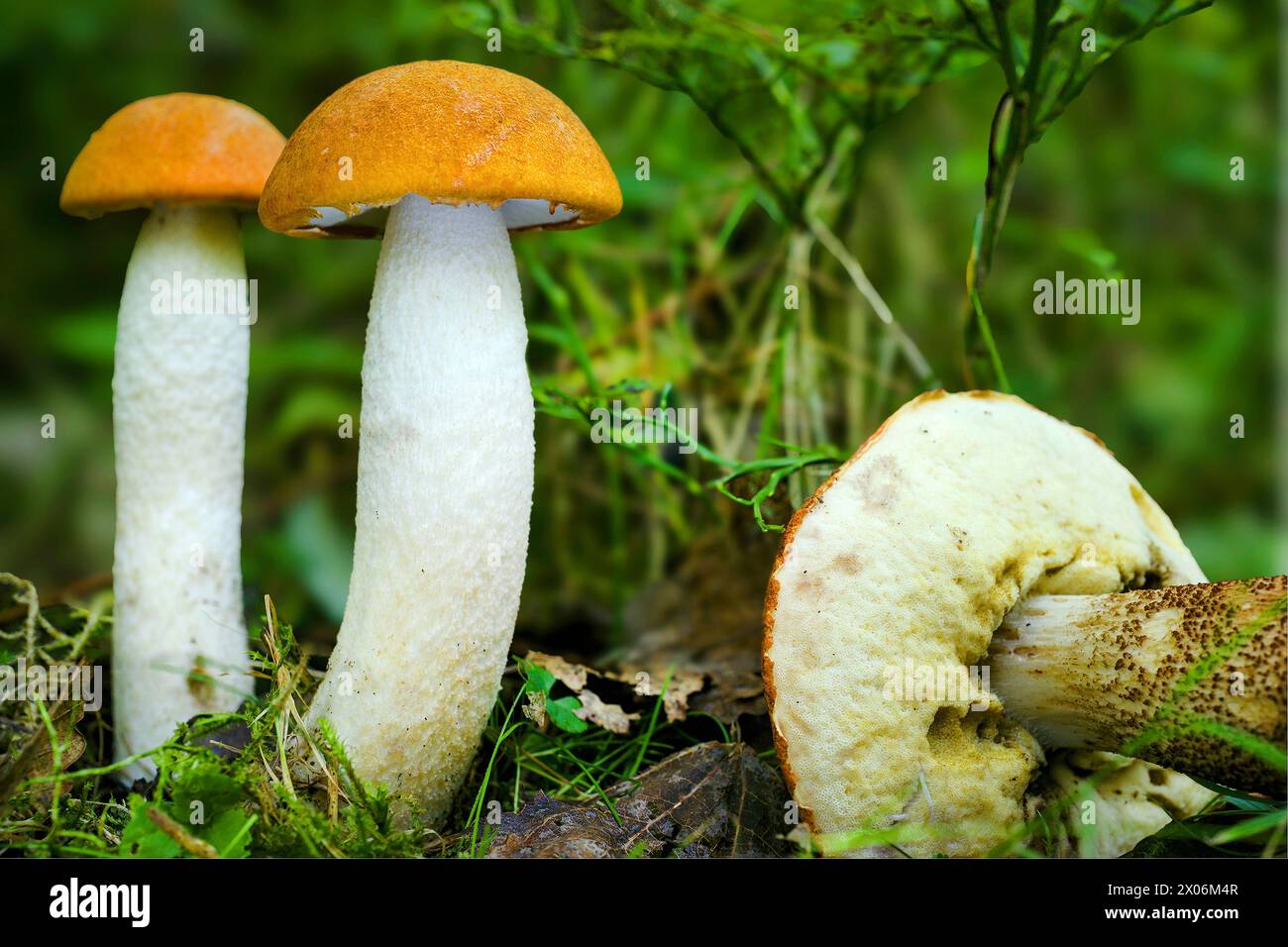 Anabranches hi-res stock photography and images - Alamy