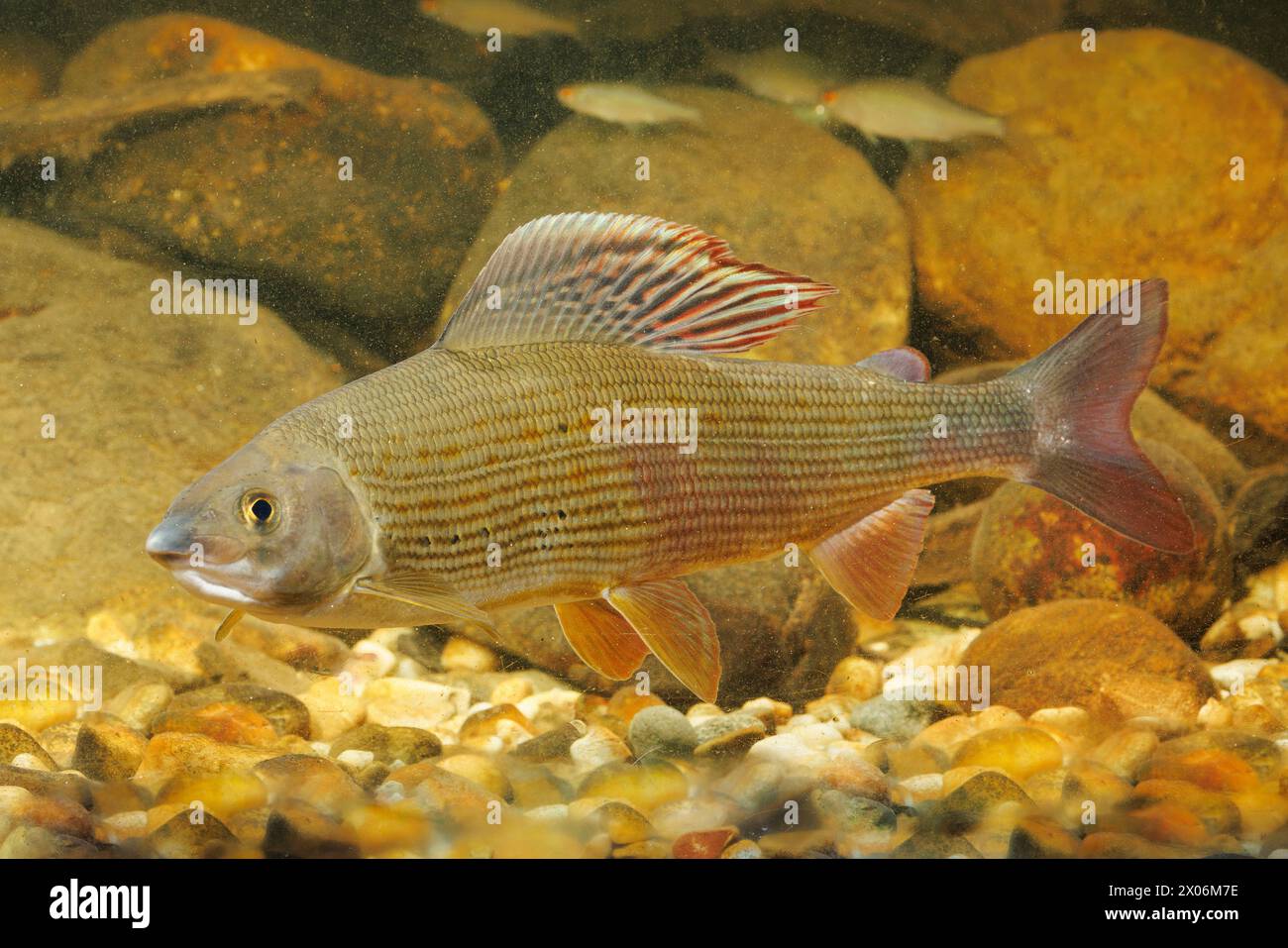 grayling (Thymallus thymallus), swimming milkner, side view, Germany ...