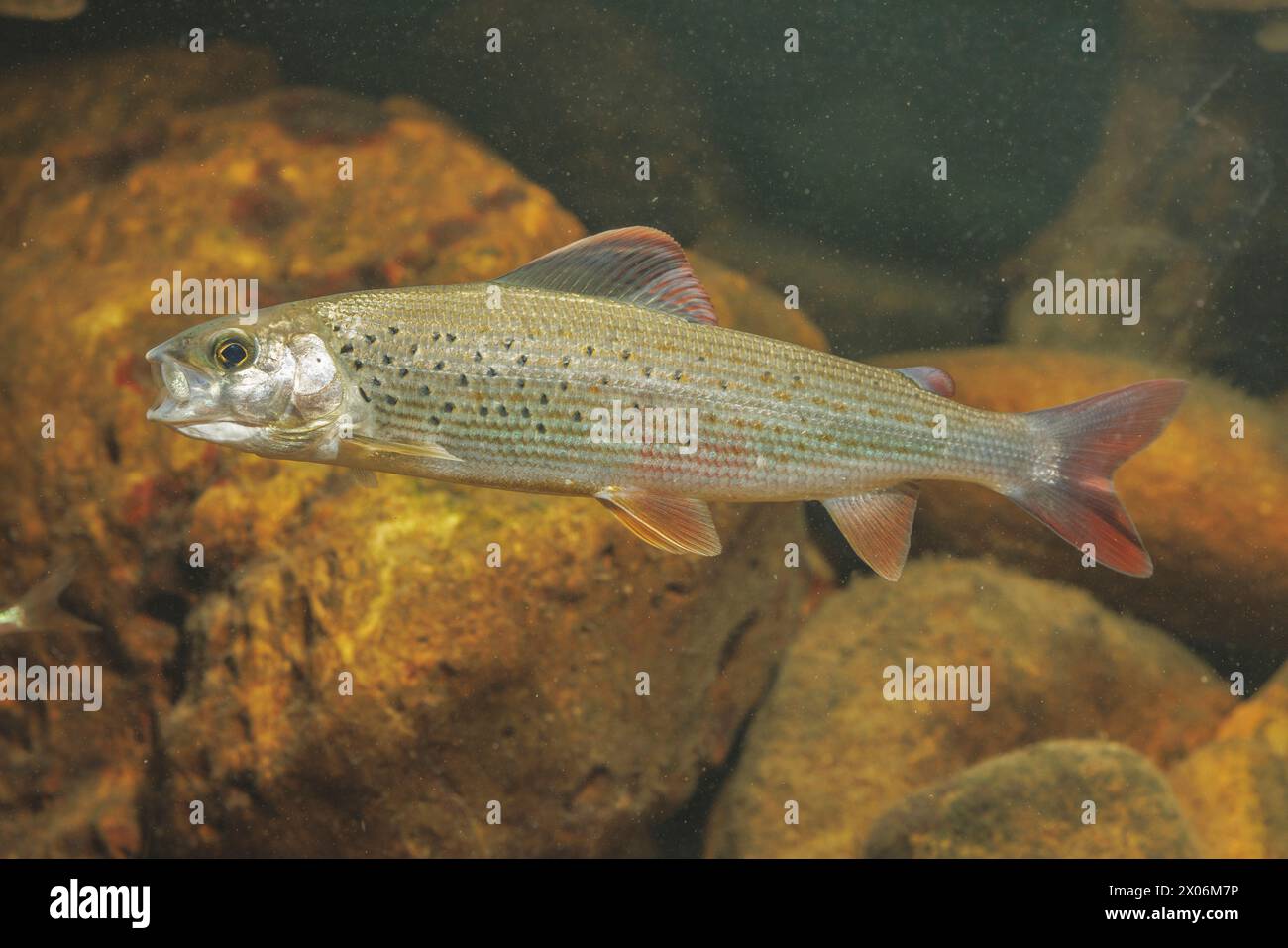 Species of spawners hi-res stock photography and images - Alamy