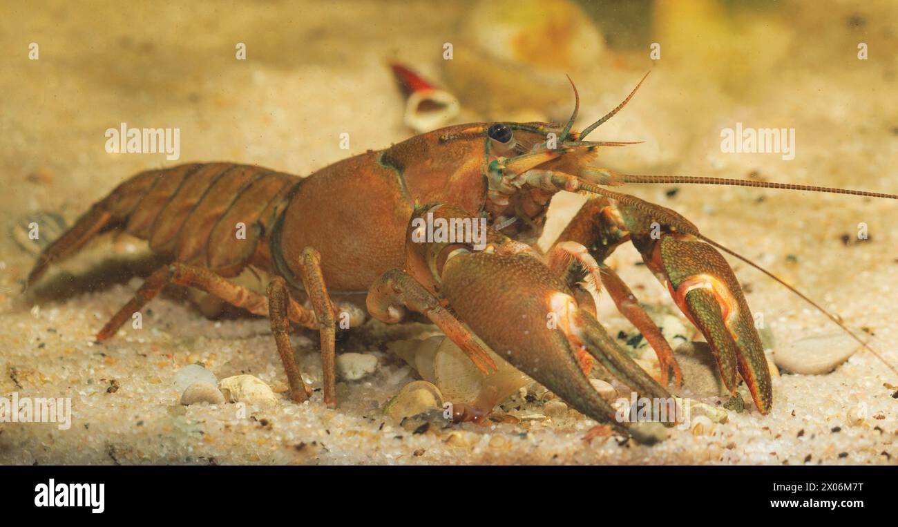 signal crayfish (Pacifastacus leniusculus), female, Germany Stock Photo ...