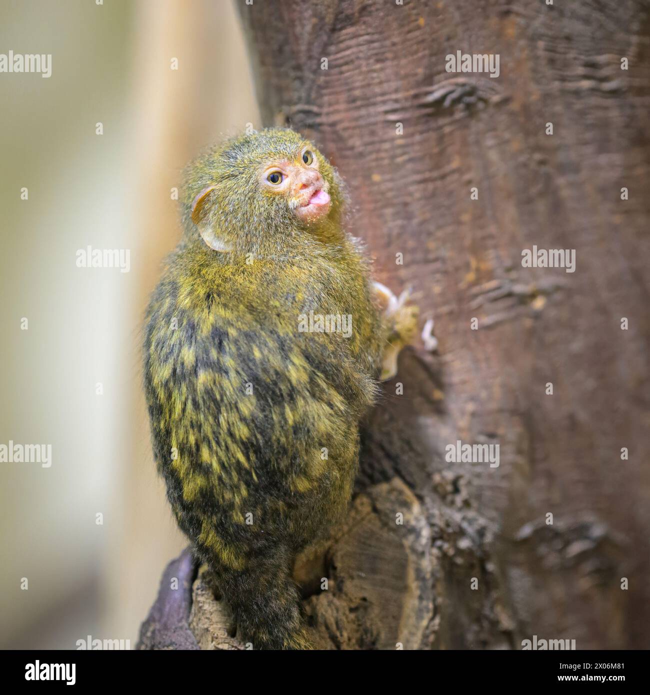 A cute little Pygmy marmoset (Cebuella pygmaea) sitting on a tree in a ...